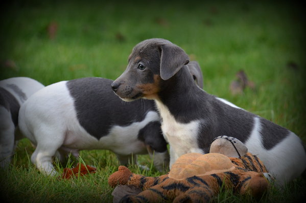 Chiots Jack Russell bleu lilac - Chiens-chats.be