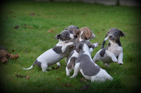 Chiots Jack Russell bleu lilac - Chiens-chats.be