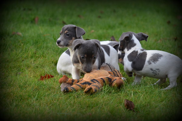 Chiots Jack Russell bleu lilac - Chiens-chats.be