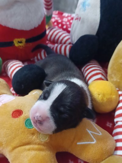 A réservé magnifique american staff - Chiens-chats.be