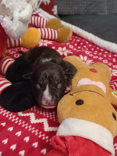 A réservé magnifique american staff - Chiens-chats.be