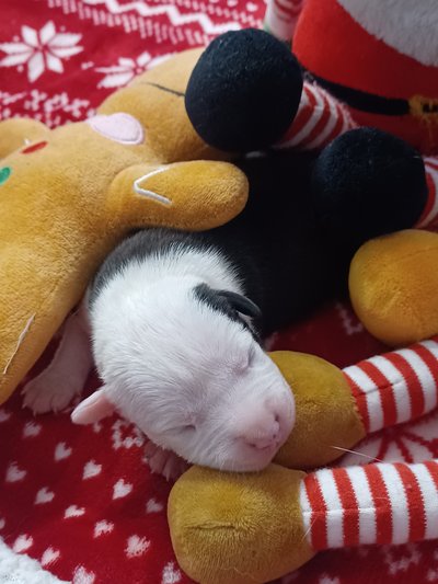 A réservé magnifique american staff - Chiens-chats.be