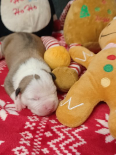 A réservé magnifique american staff - Chiens-chats.be