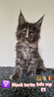 Main coon - Chiens-chats.be