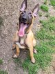 Berger malinois à vendre - Belgique