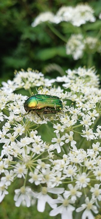 Stages,cours Adultes/ Divers: Week-end formation découverte nature : Le ...